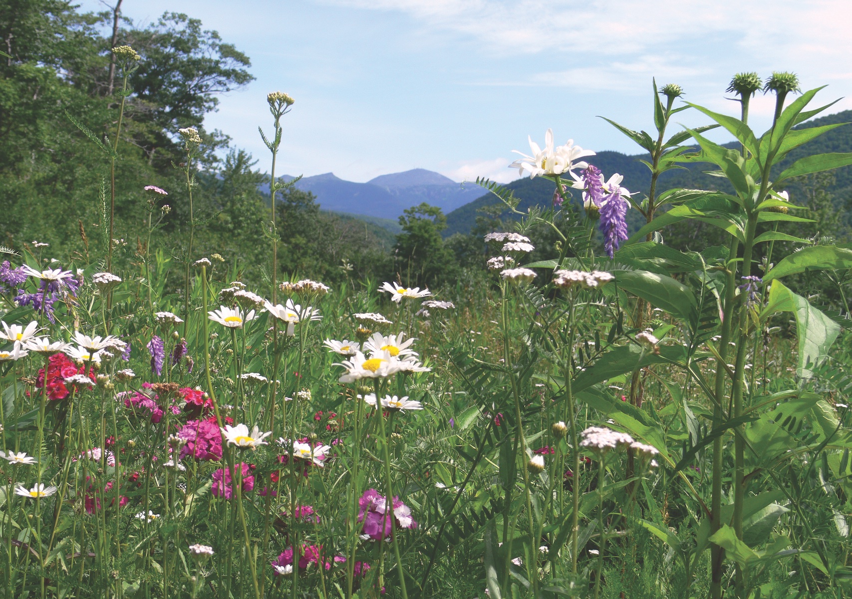Landscaping With Native Plants - Grit